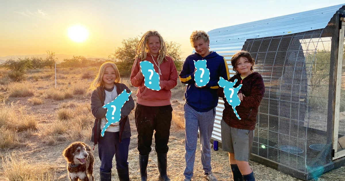 New Animals on the Tiny Shiny Homestead - Tiny Shiny Home