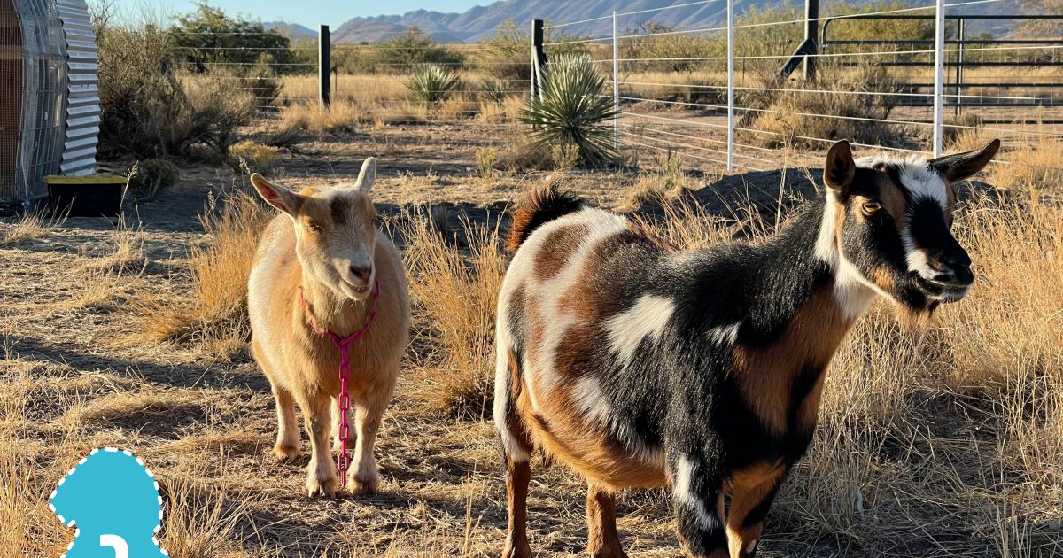 Adding Goats and a Guard Dog to the Homestead - Tiny Shiny Home