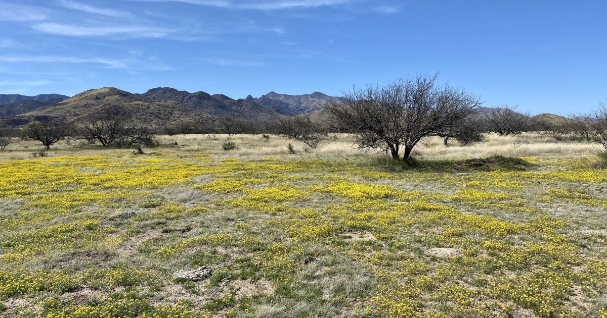 Building an Off-Grid Homestead: Water Options - Tiny Shiny Home